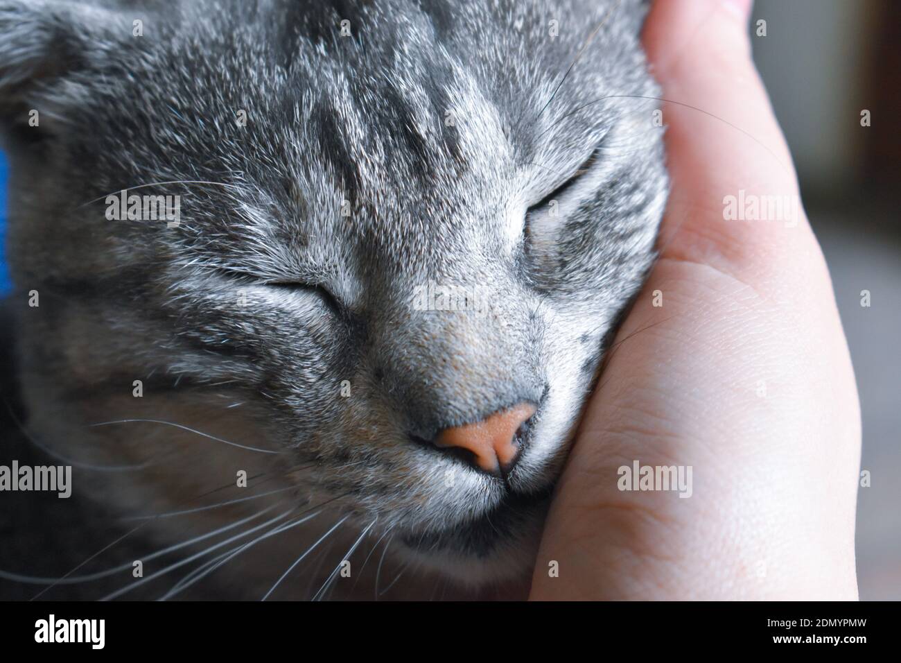 Human hand petting a cute cat, indoors Stock Photo - Alamy