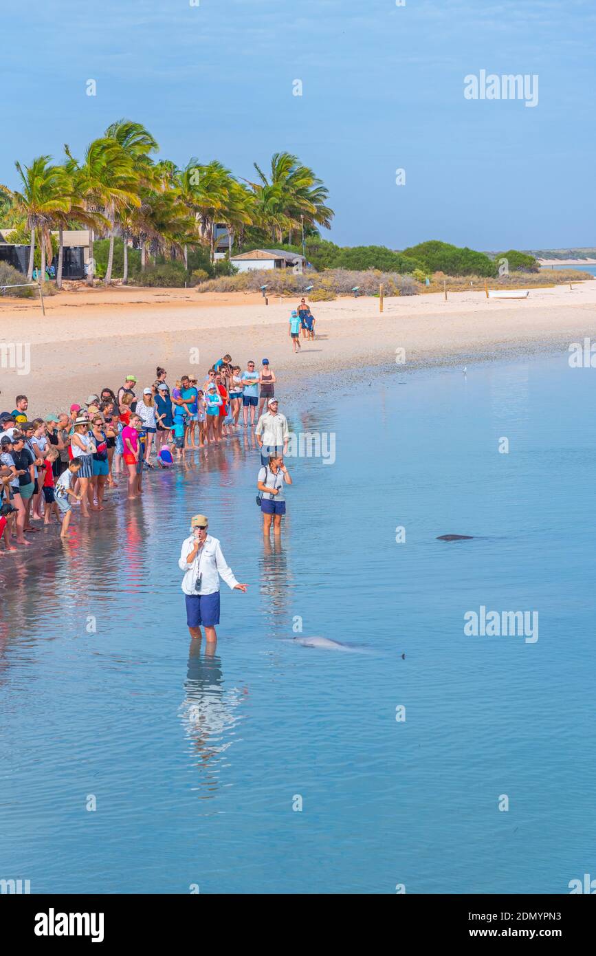 MONKEY MIA, AUSTRALIA, JANUARY 13, 2020: Dolphin feeding show at Monkey ...