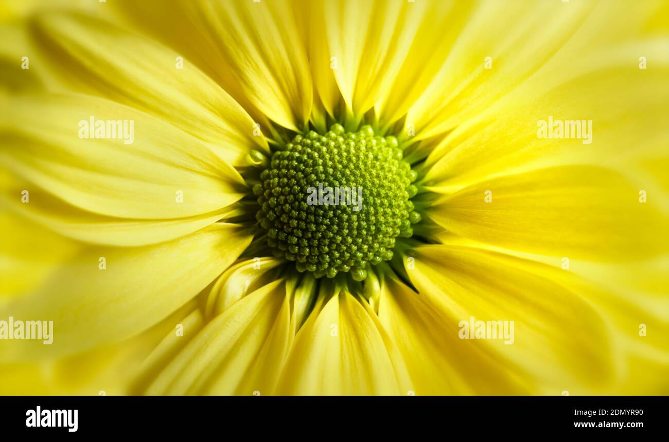 Close up photograph of yellow daisy gerbera flower showing the stamen ...