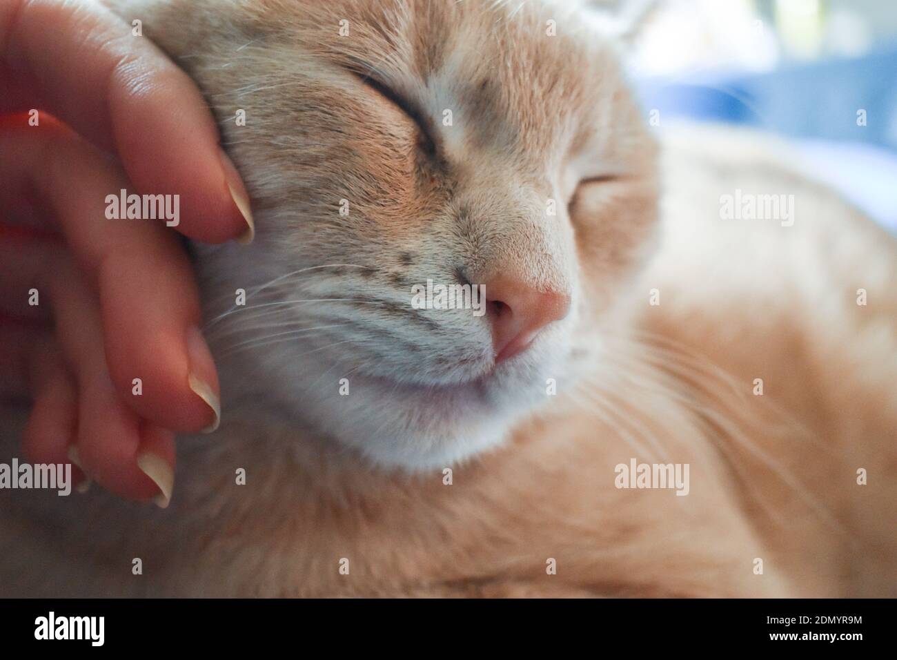 Human hand petting a cute cat, indoors Stock Photo - Alamy