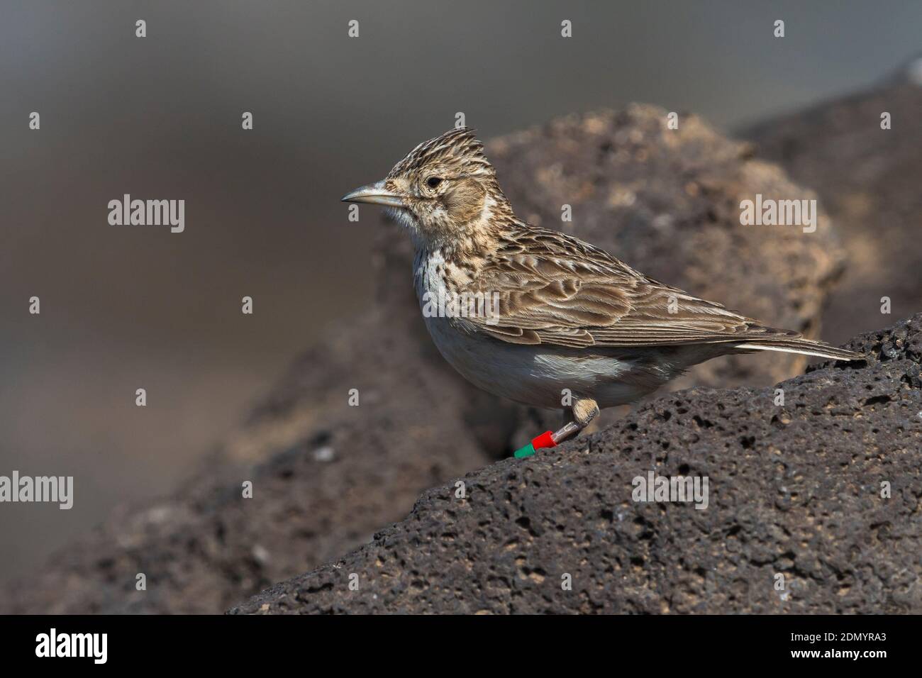 Razoleeuwerik, Raso Lark Stock Photo - Alamy