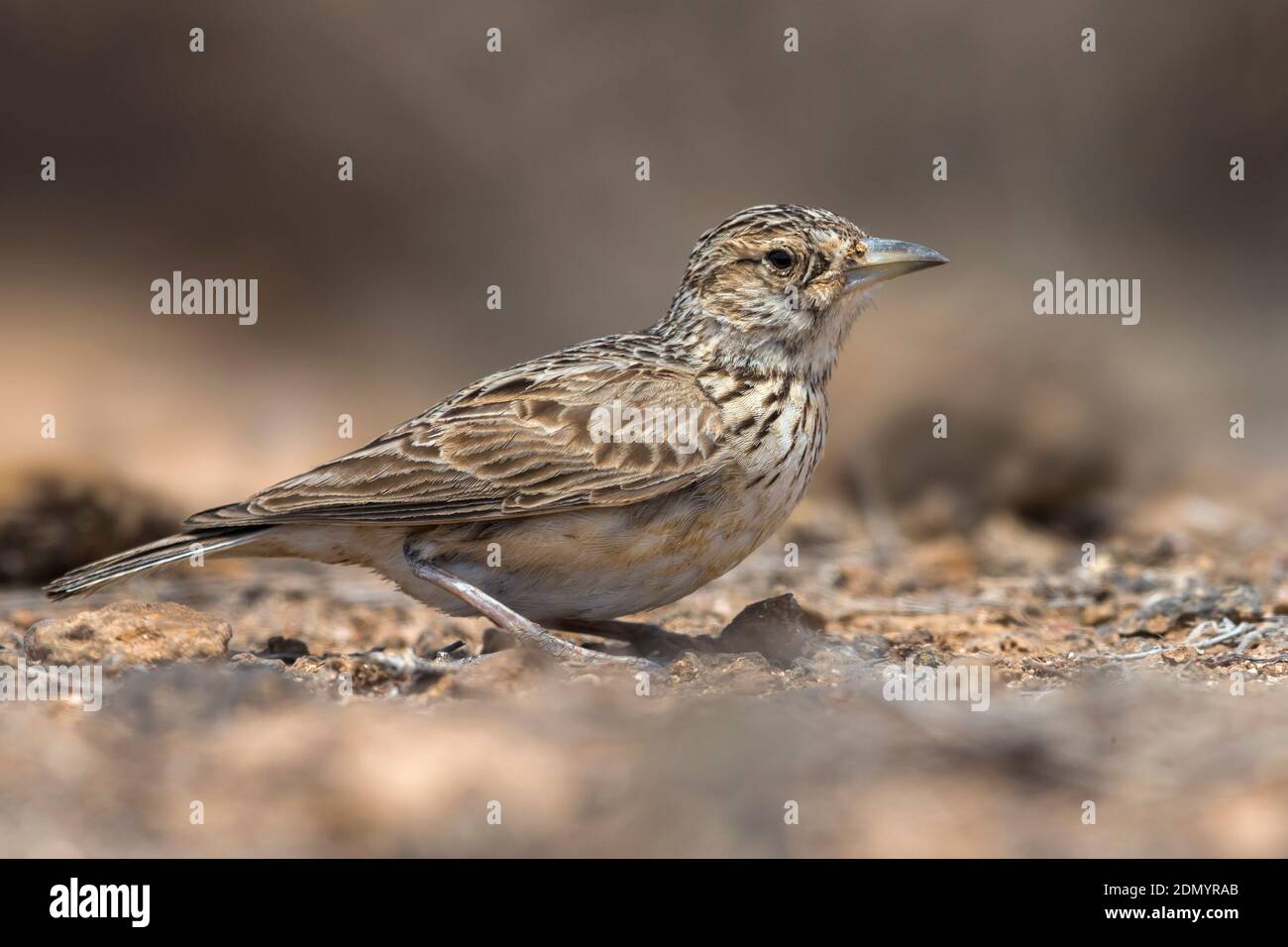 Raso lark hi-res stock photography and images - Alamy