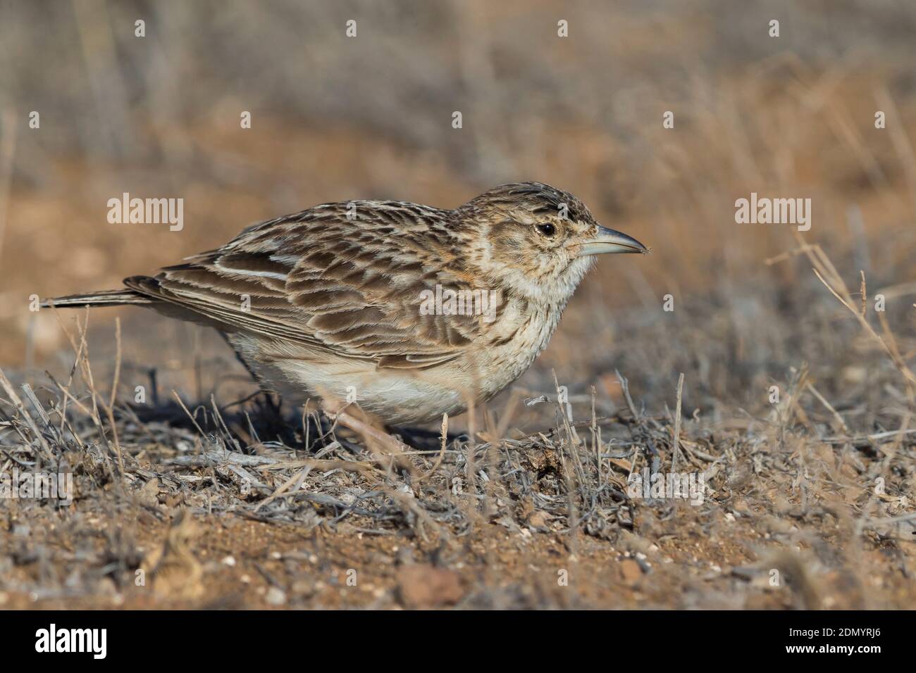 Razoleeuwerik, Raso Lark Stock Photo - Alamy