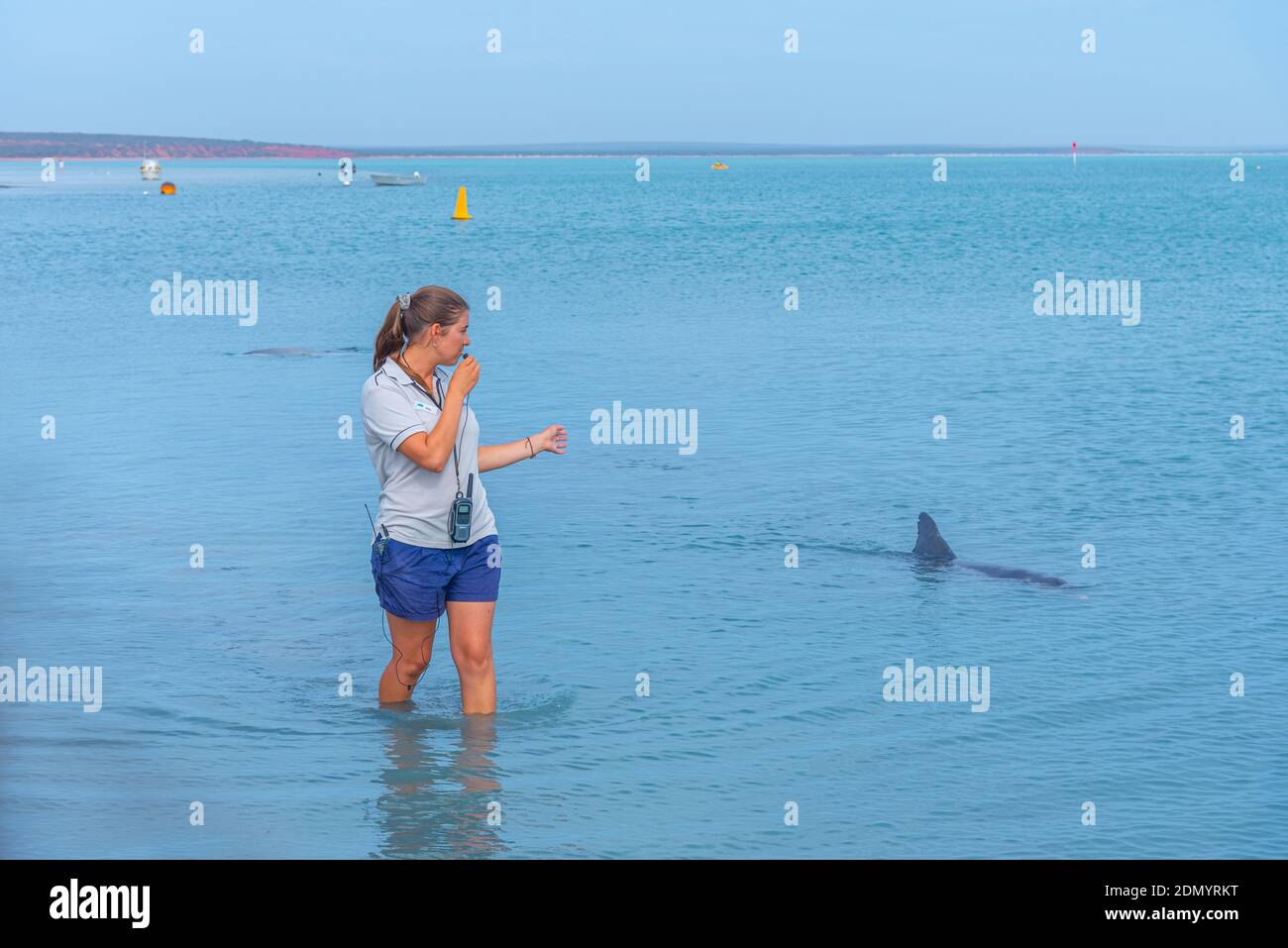 MONKEY MIA, AUSTRALIA, JANUARY 13, 2020: Dolphin feeding show at Monkey ...