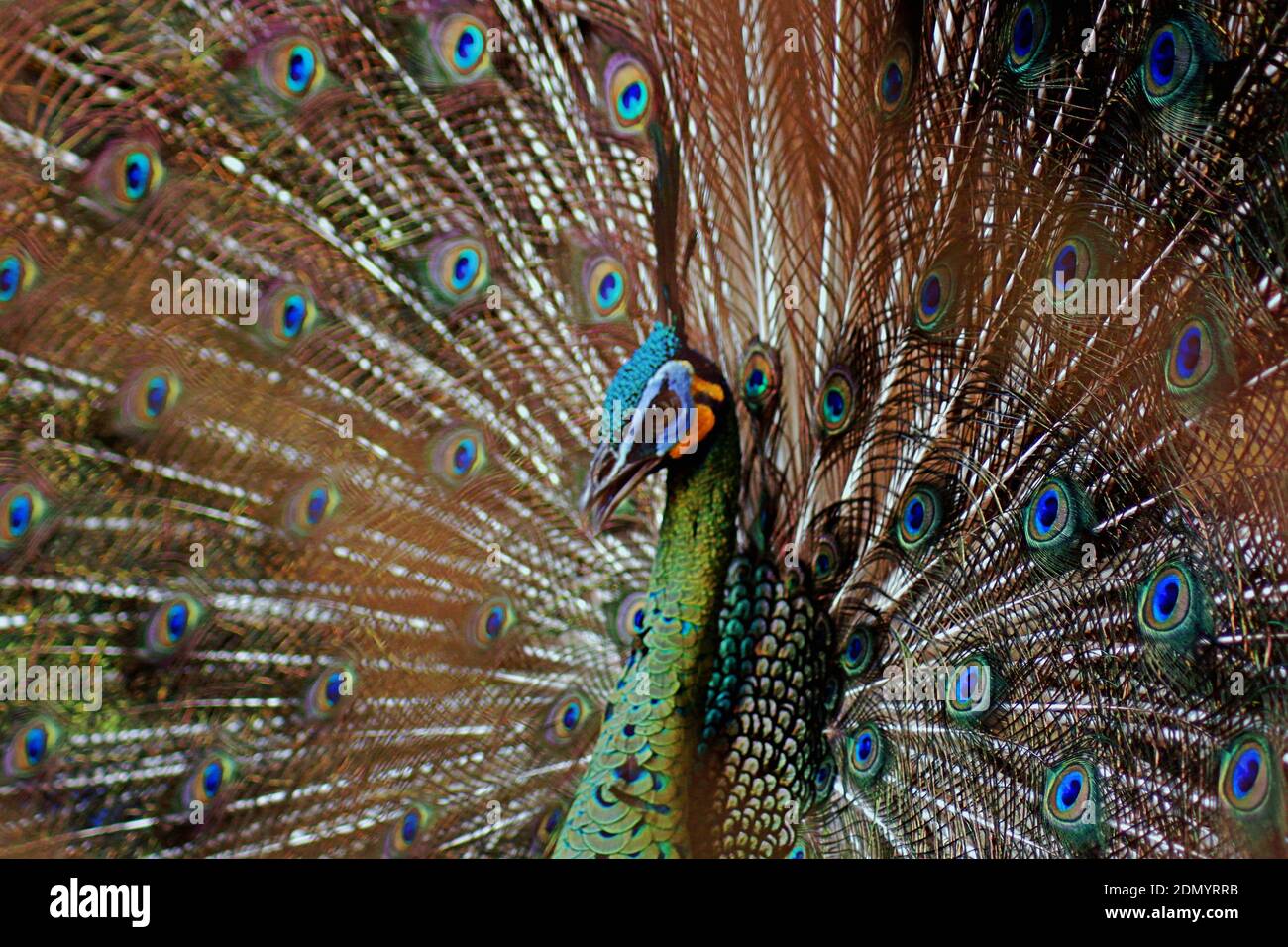 Fanning out hi-res stock photography and images - Alamy
