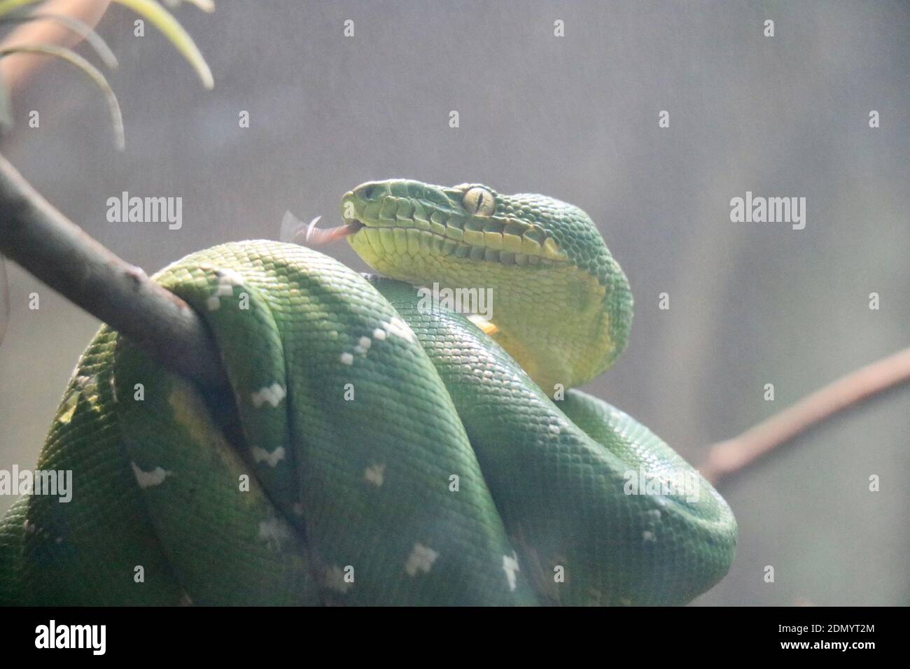 Emerald tree boa zoo hi-res stock photography and images - Alamy