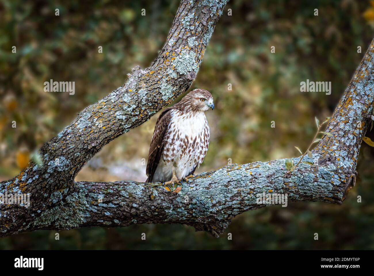 Peregrine falcon on branch hi-res stock photography and images - Alamy