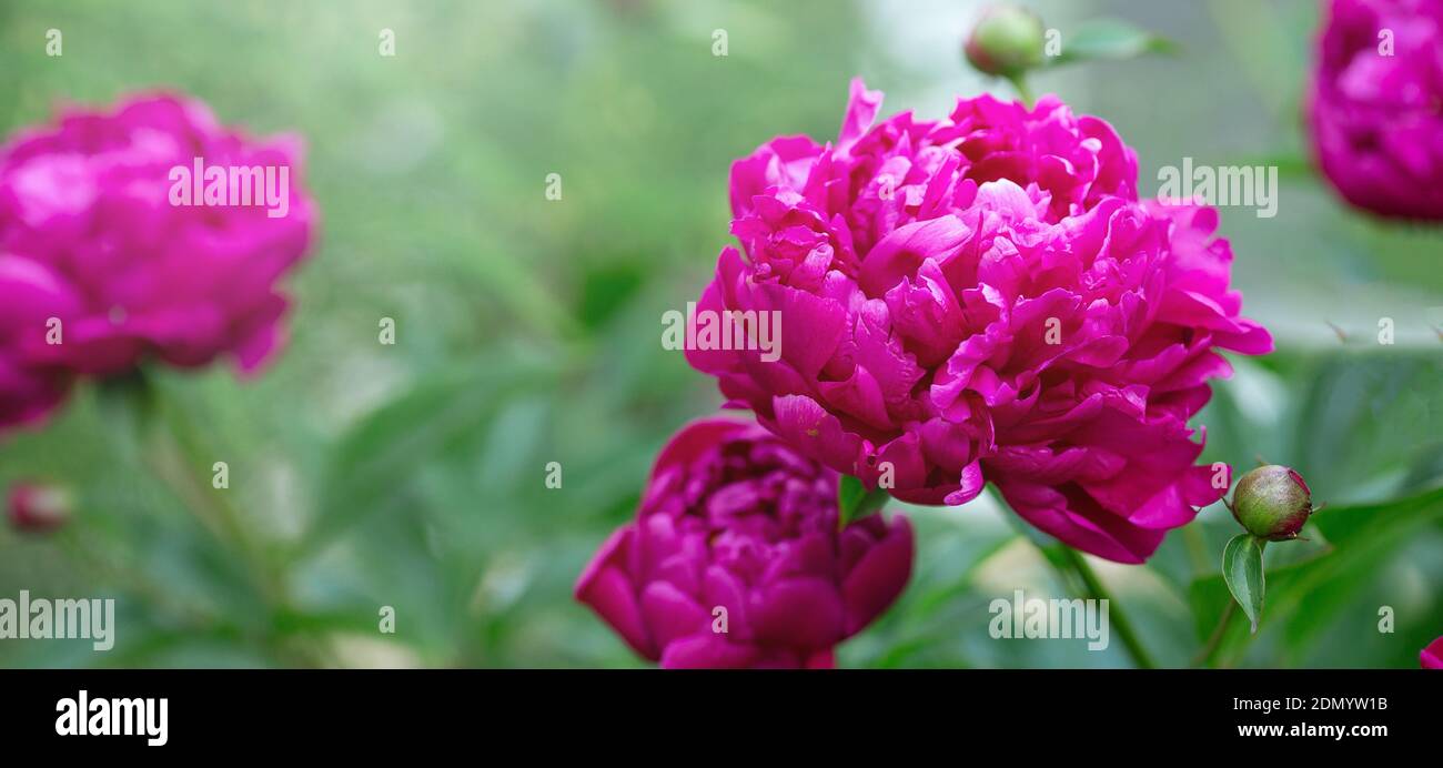 Beautiful blooming peonies in the garden. Flowers background. Banner ...
