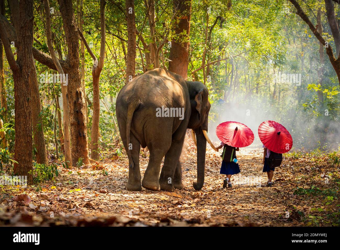 Large community of elephants hi-res stock photography and images - Alamy