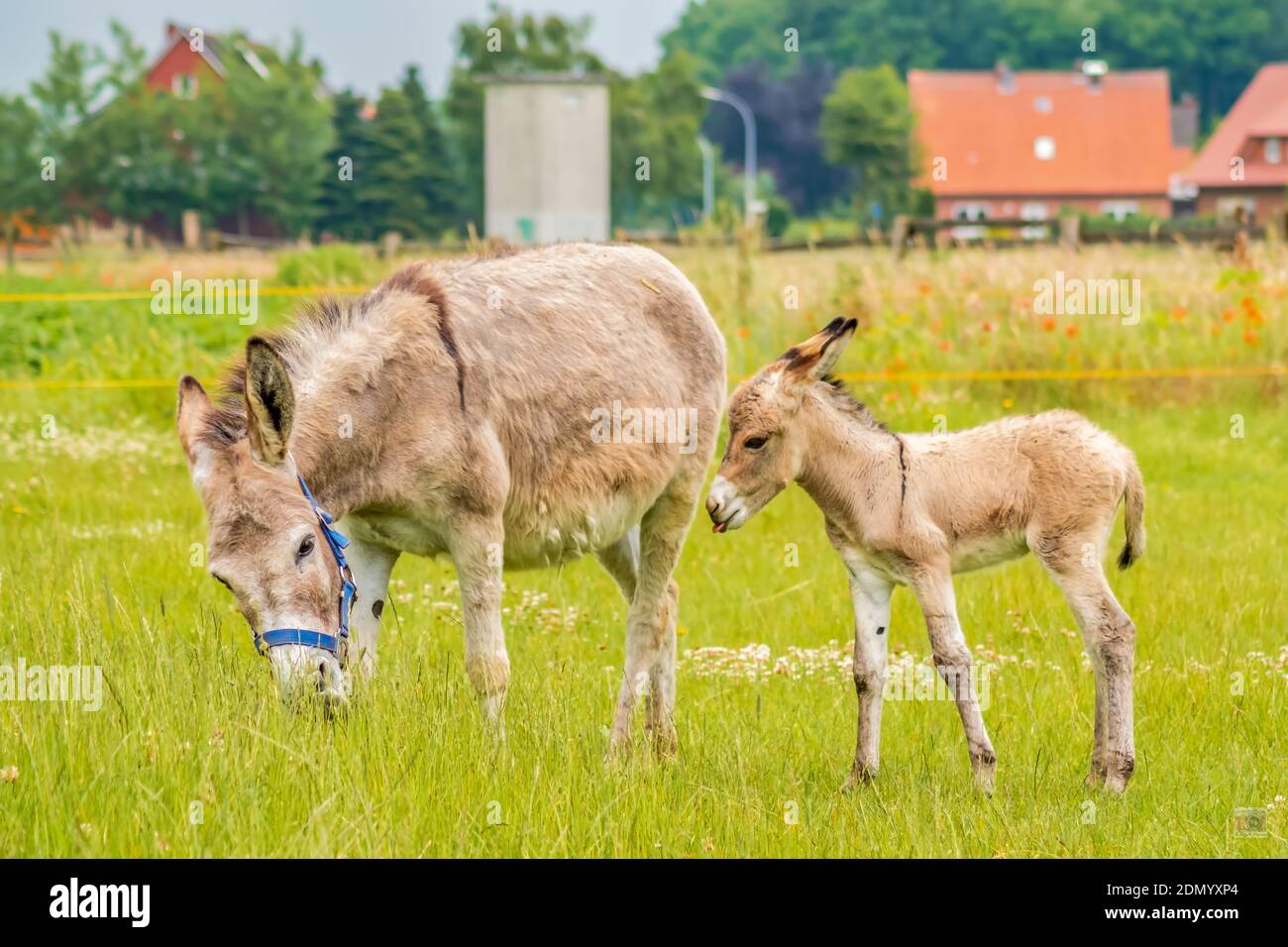 Donkey mother hi-res stock photography and images - Alamy