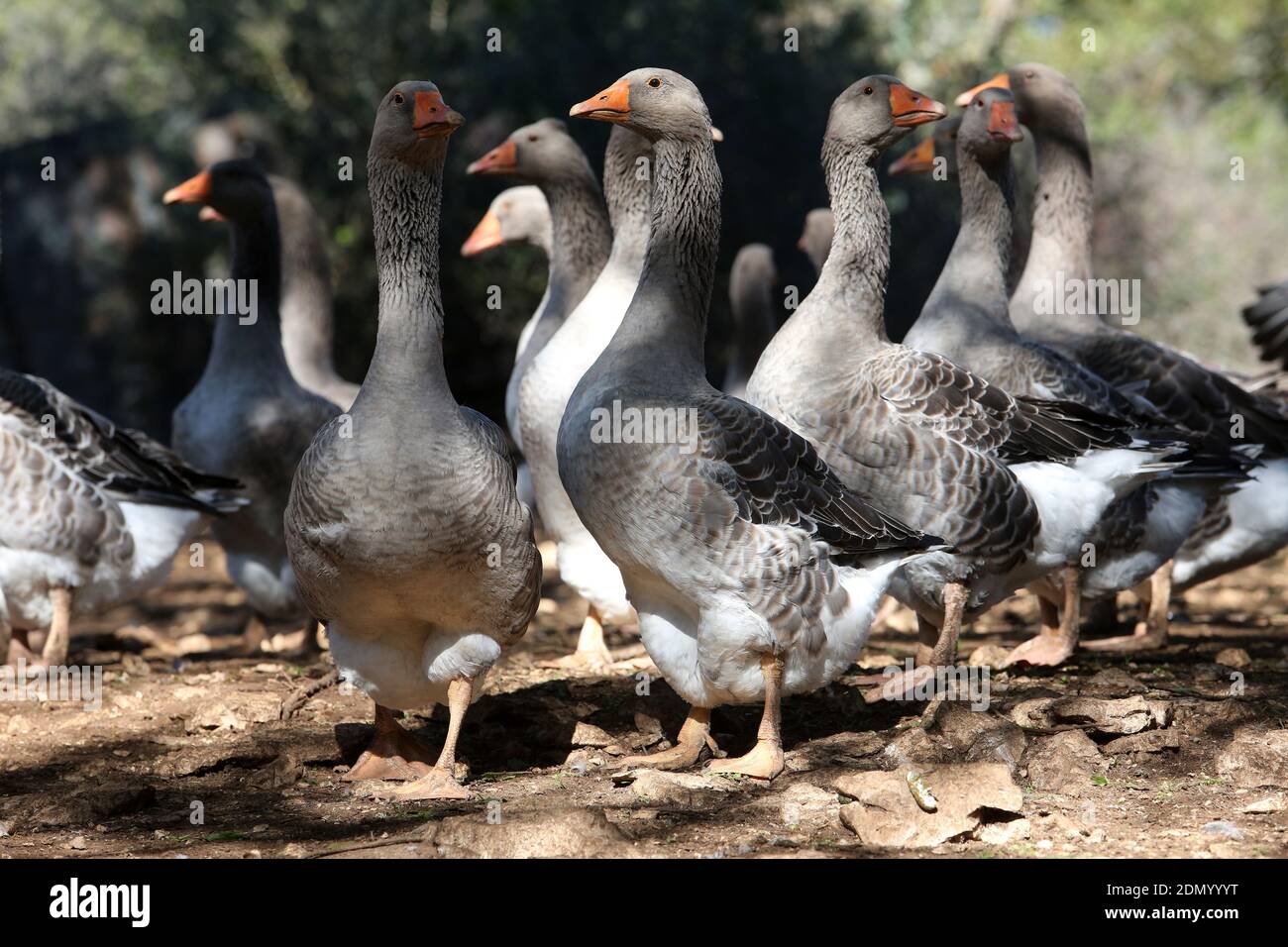 Goose breeding hi-res stock photography and images - Alamy