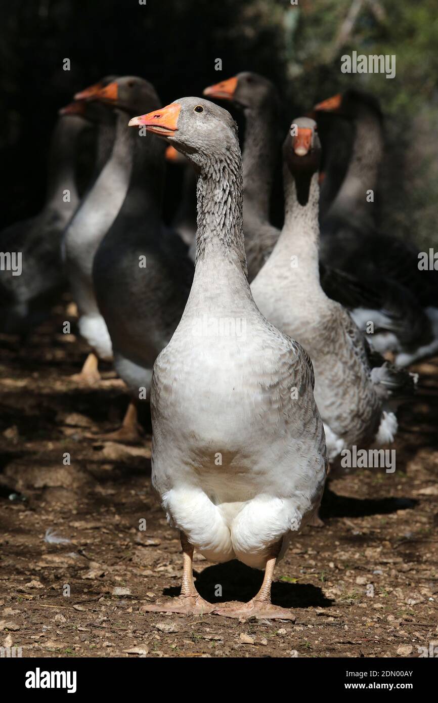 Goose breeding hi-res stock photography and images - Alamy