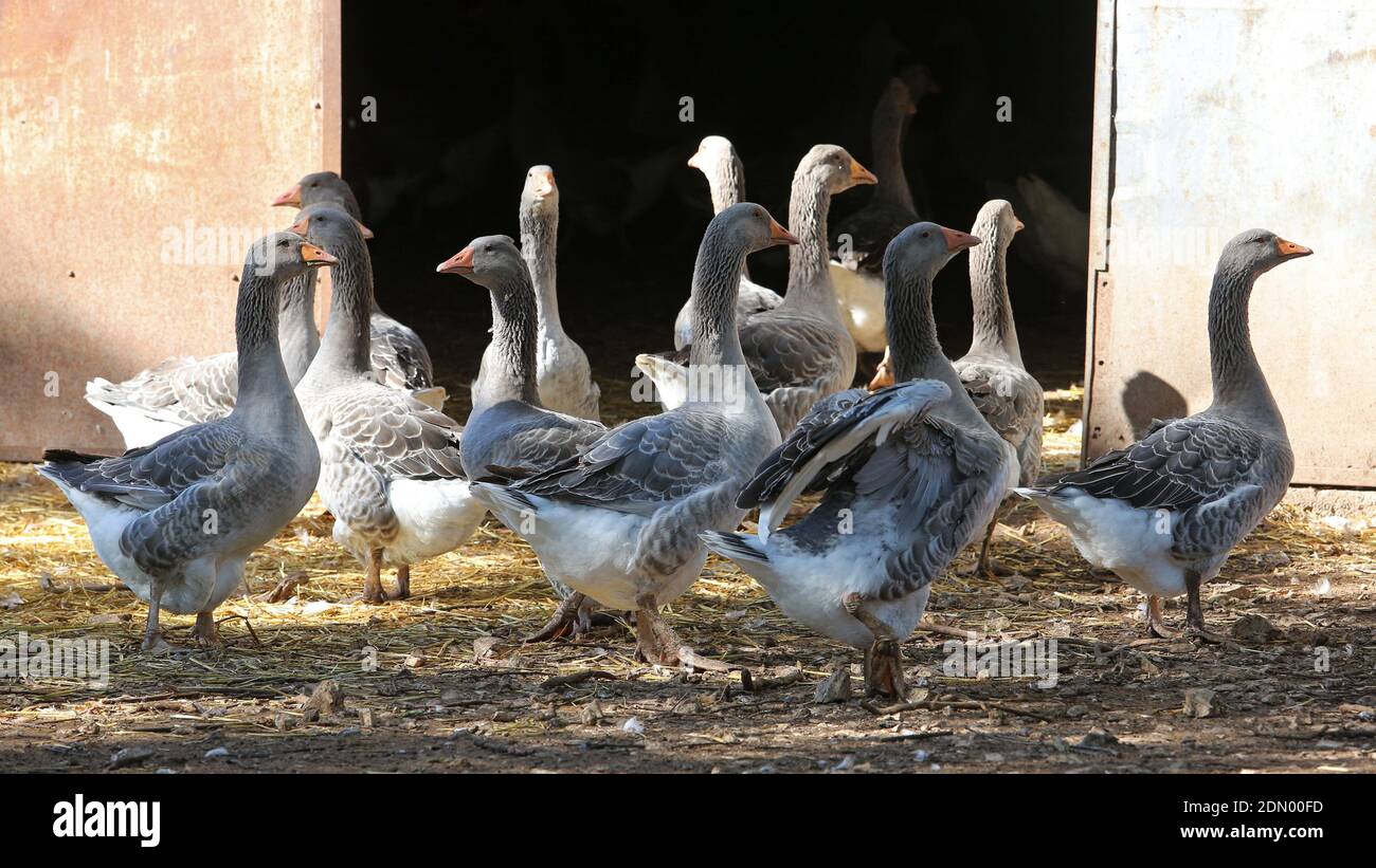 Goose breeding hi-res stock photography and images - Alamy