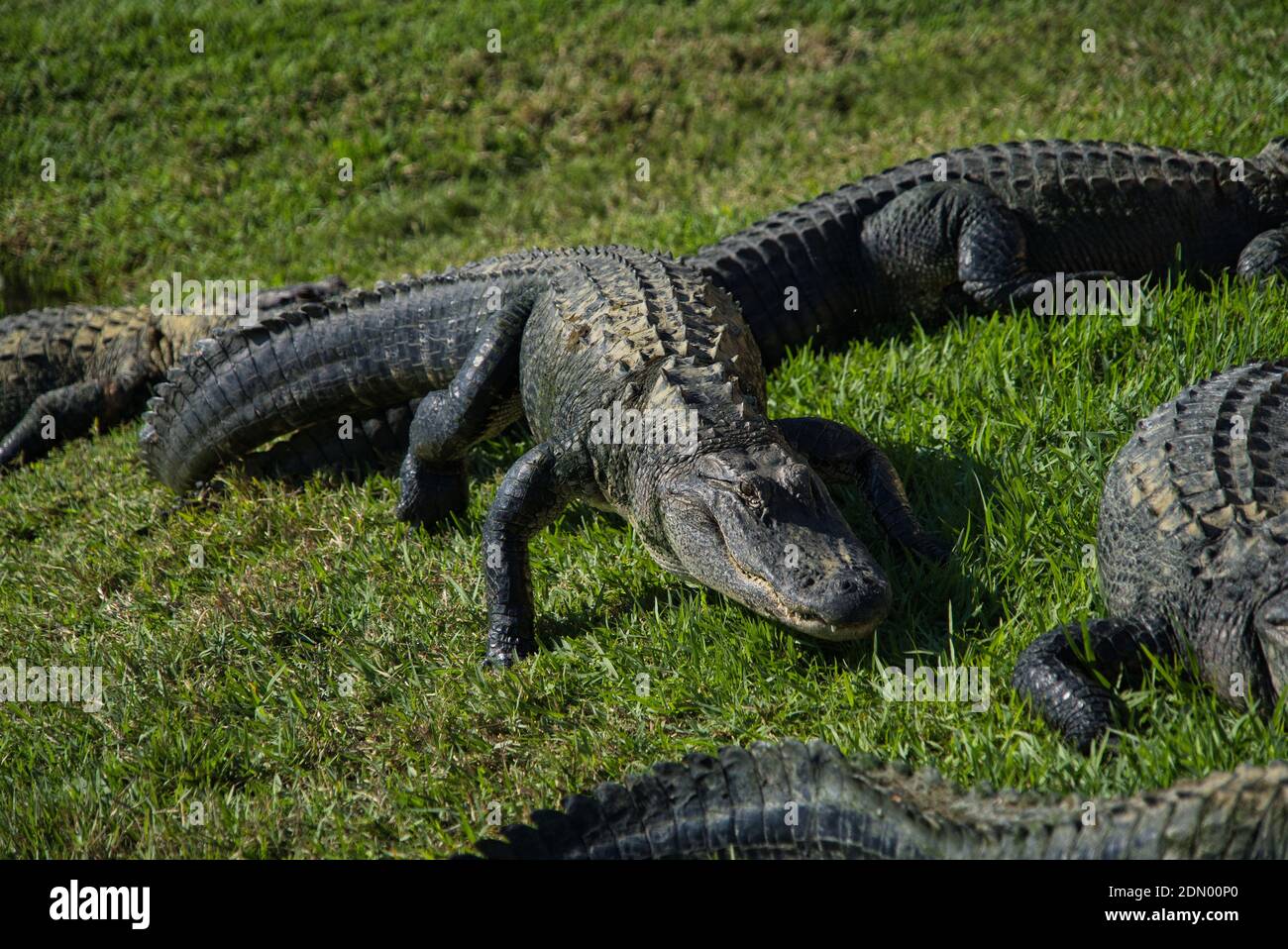 Big lizards up close hi-res stock photography and images - Alamy