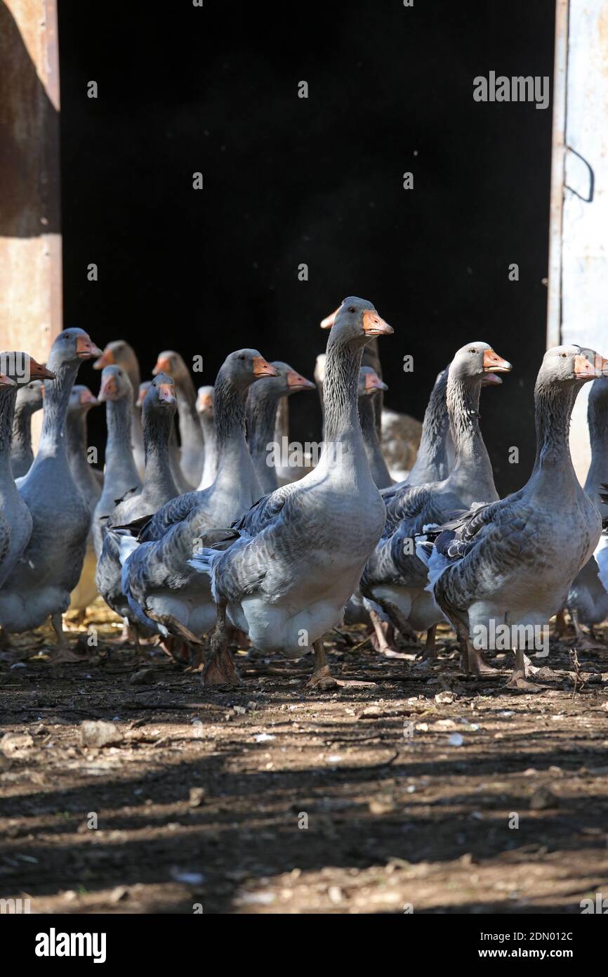 Goose breeding hi-res stock photography and images - Alamy