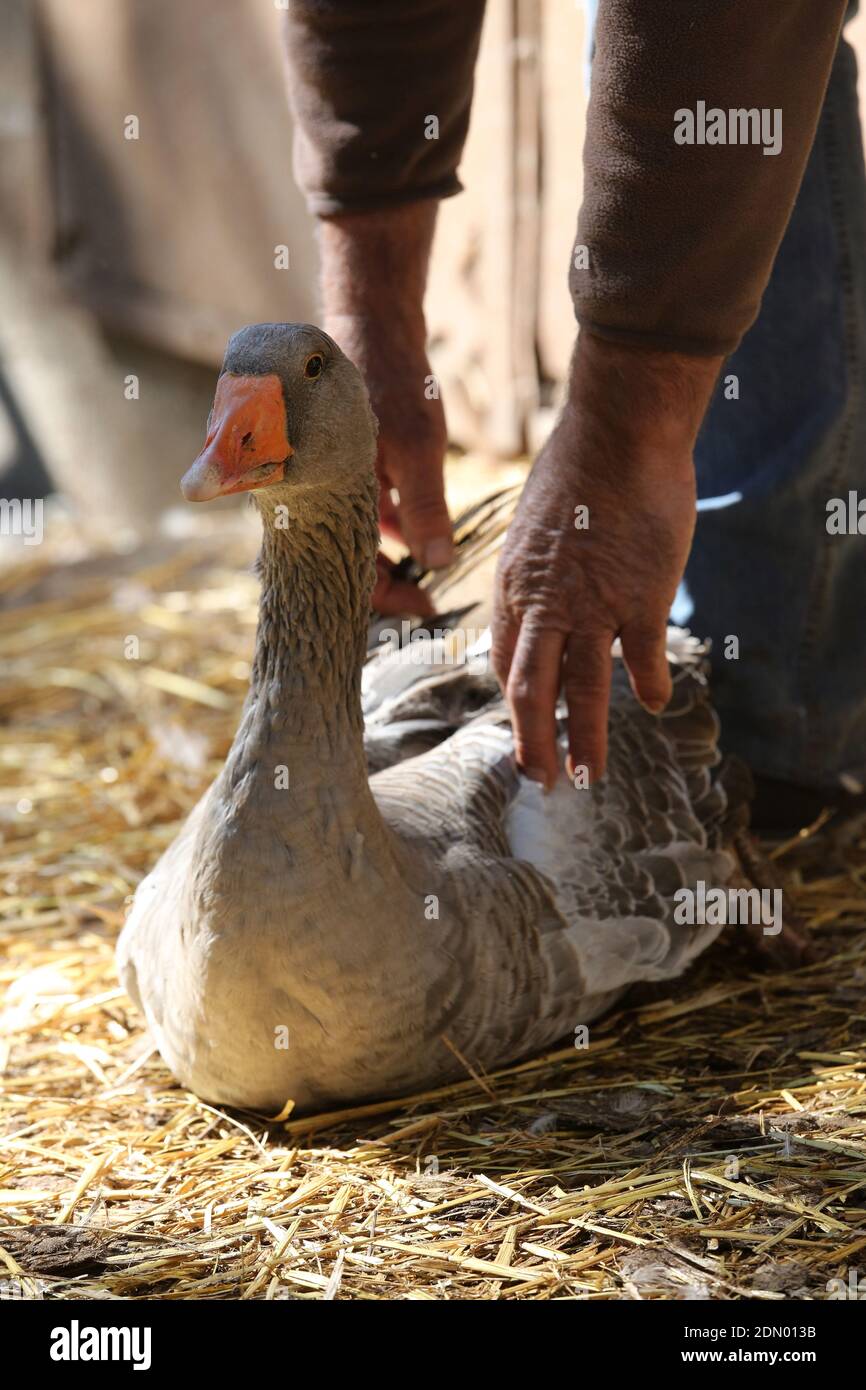 Perigord goose hi-res stock photography and images - Alamy