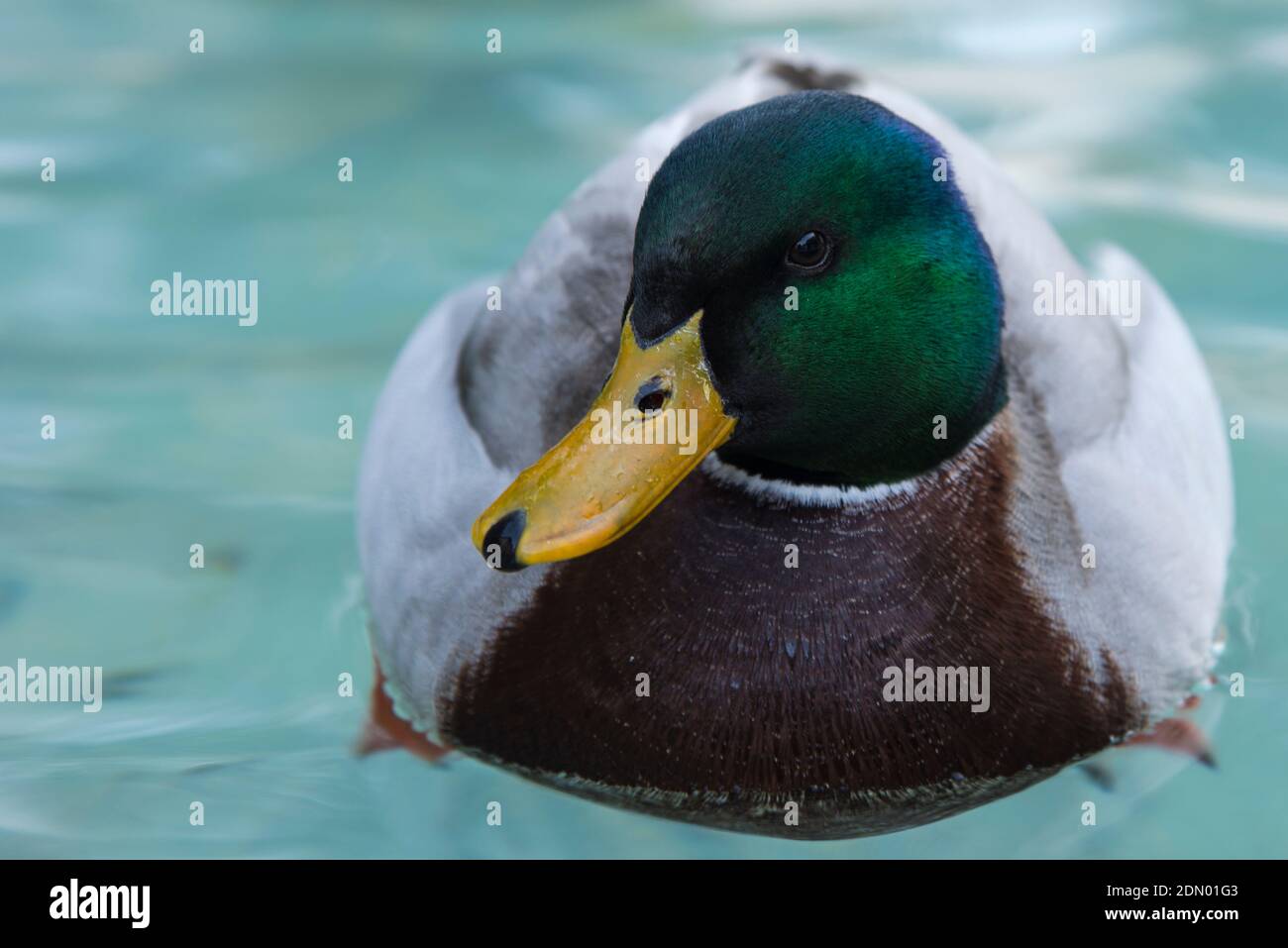 Common duck species hi-res stock photography and images - Alamy
