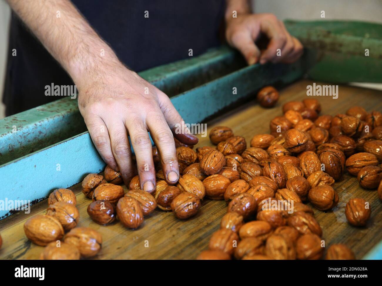 PDO Noix du Perigord walnuts, near Padirac (south-western France ...
