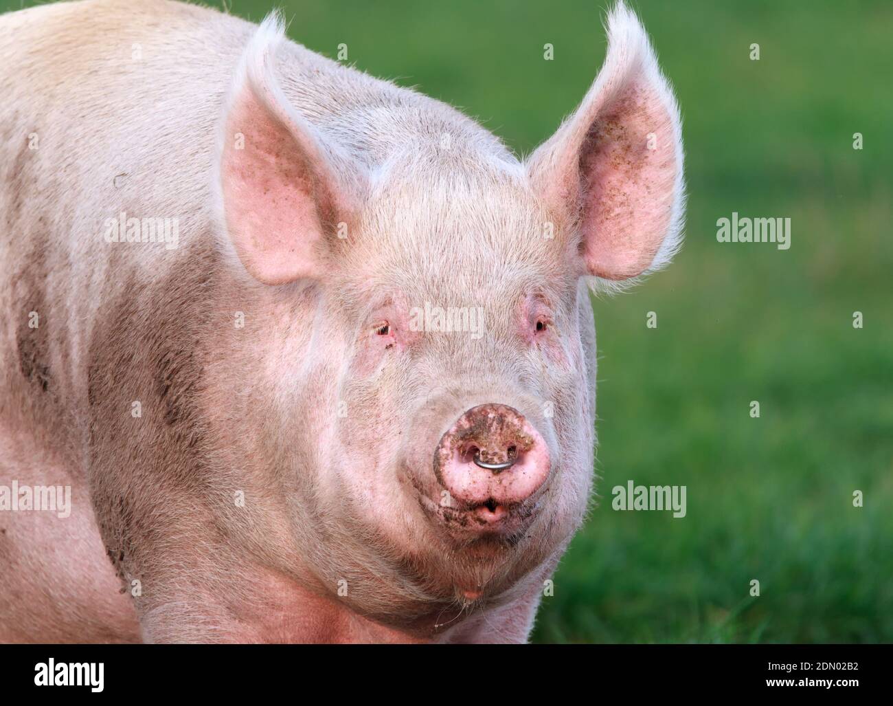 Pig nose ring hi-res stock photography and images - Alamy