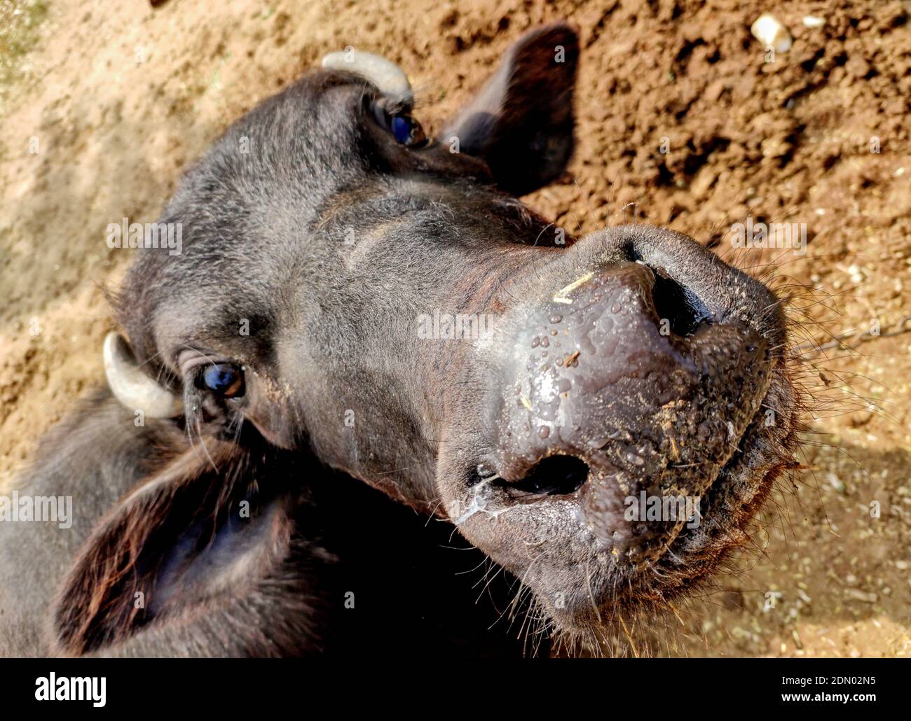 Buffalo mouth and nose hi-res stock photography and images - Alamy