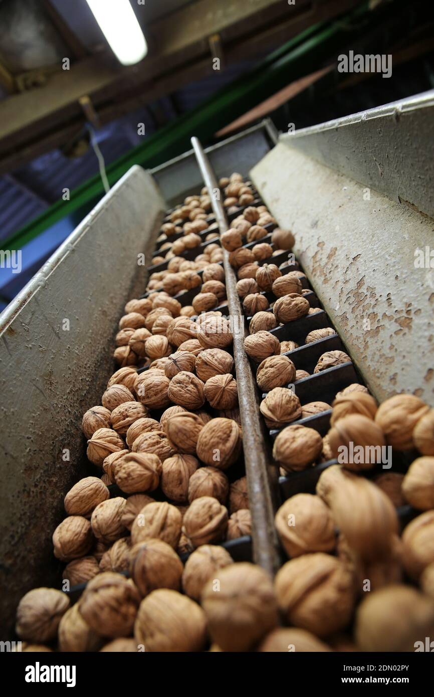 PDO Noix du Perigord walnuts, near Padirac (south-western France ...