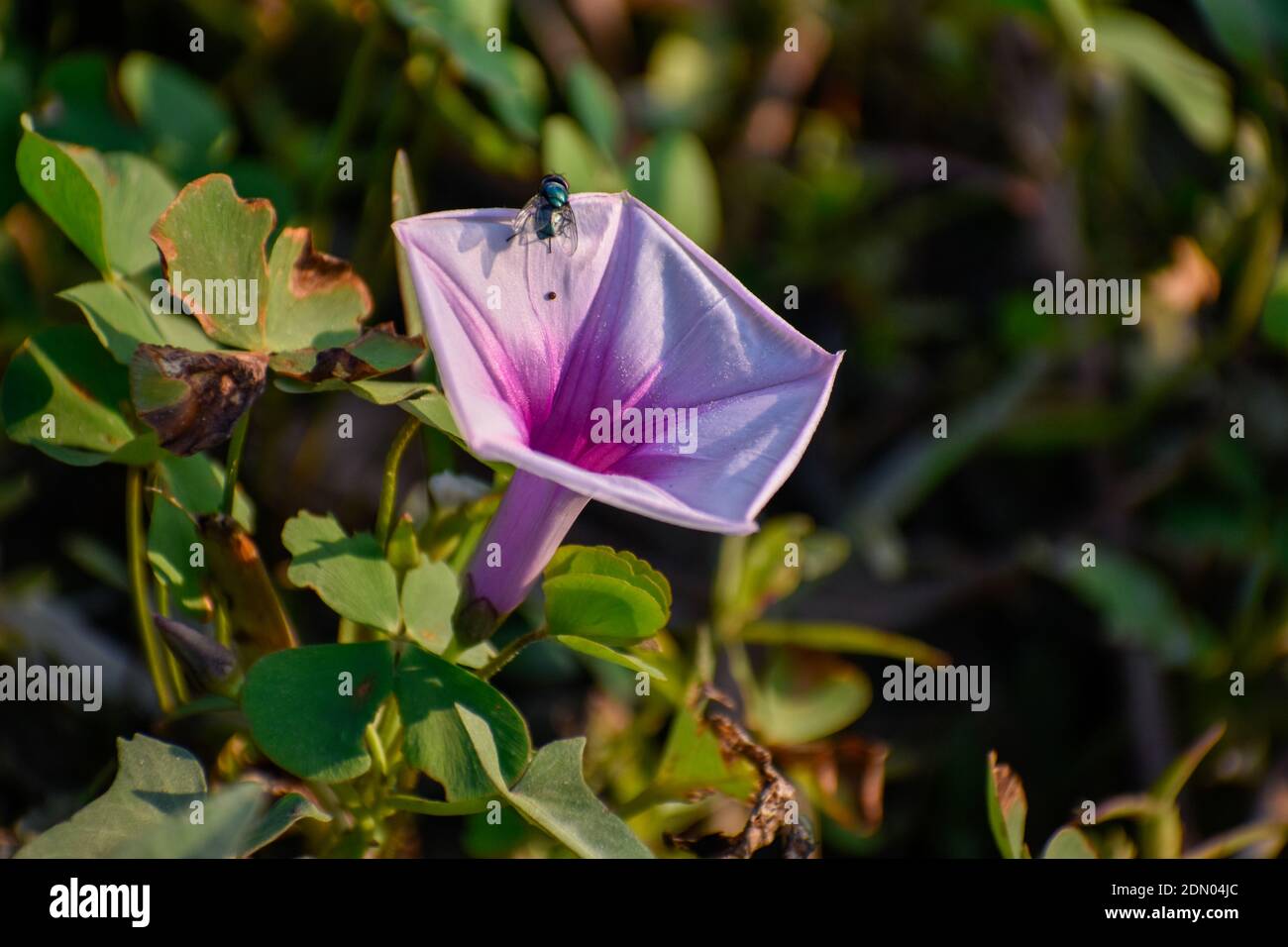 A beautiful flower is blooming by the side of the pond countryside of ...