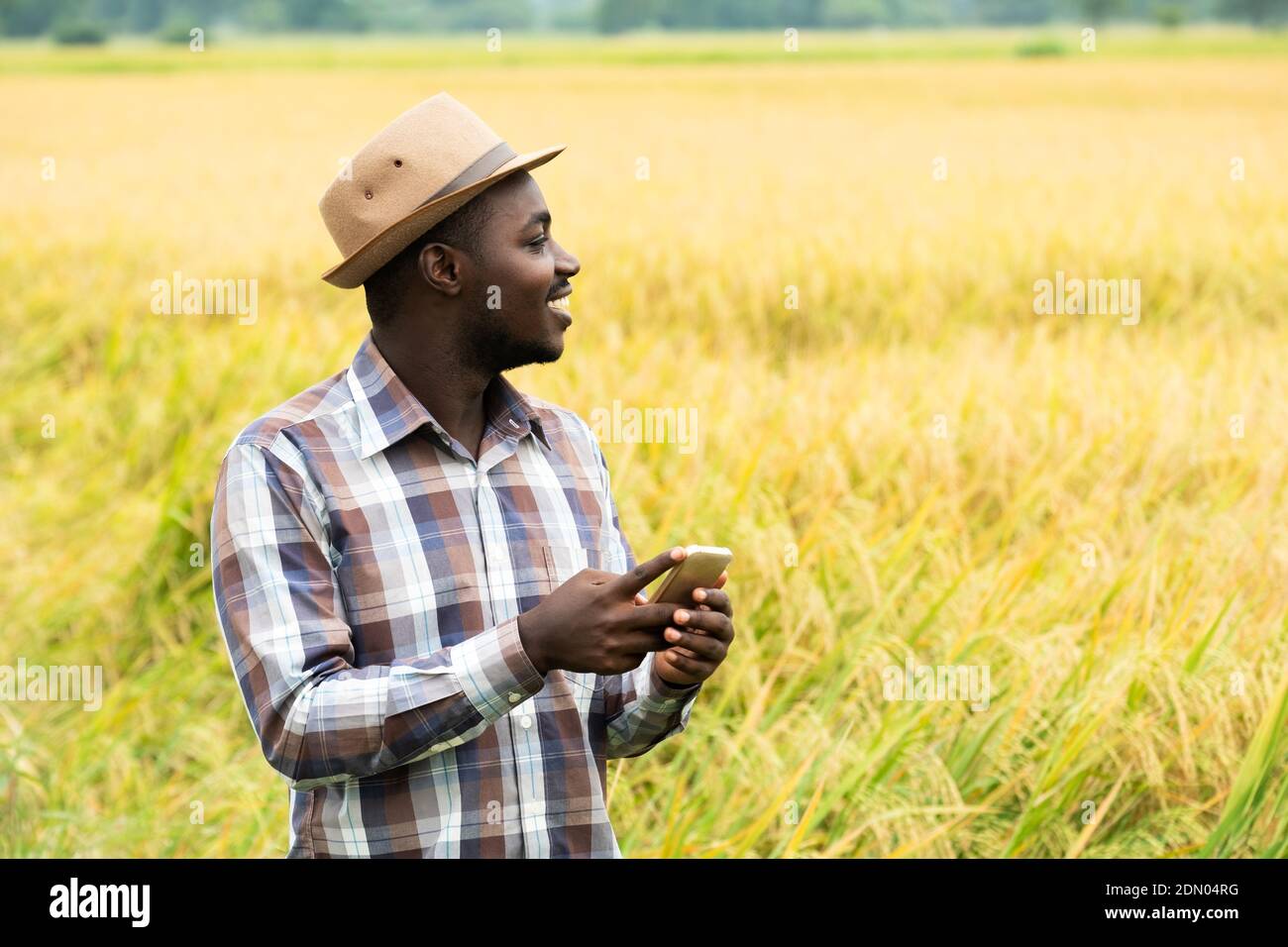 African farmer using smartphone in organic rice field with smile and ...