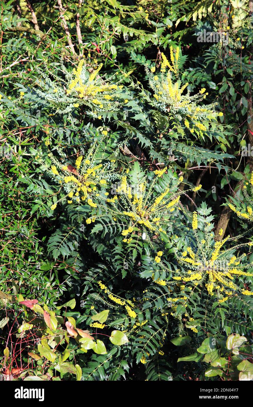 Mahonia evergreen shrub bush hi-res stock photography and images - Alamy
