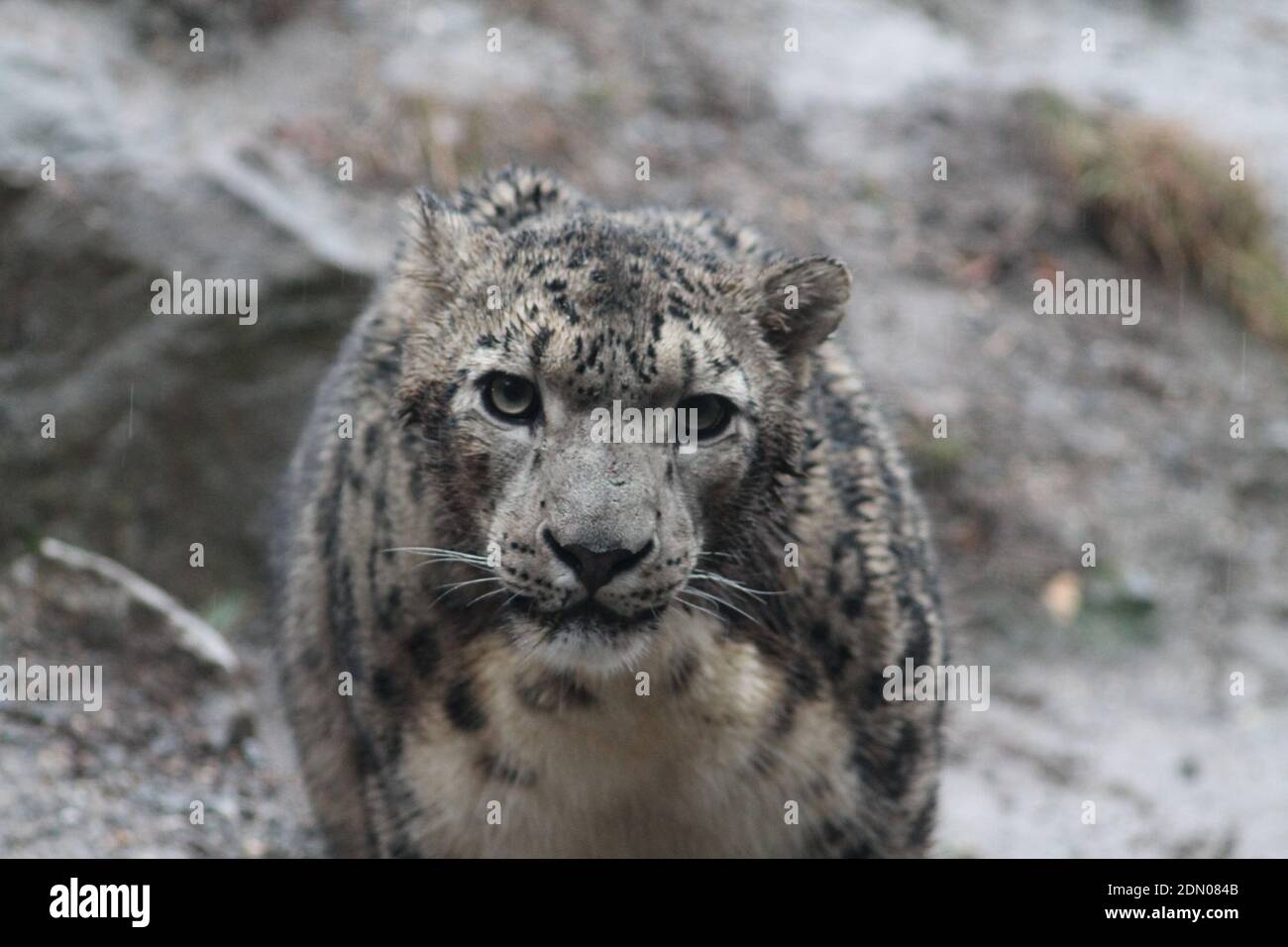 Snowleopard hi-res stock photography and images - Alamy