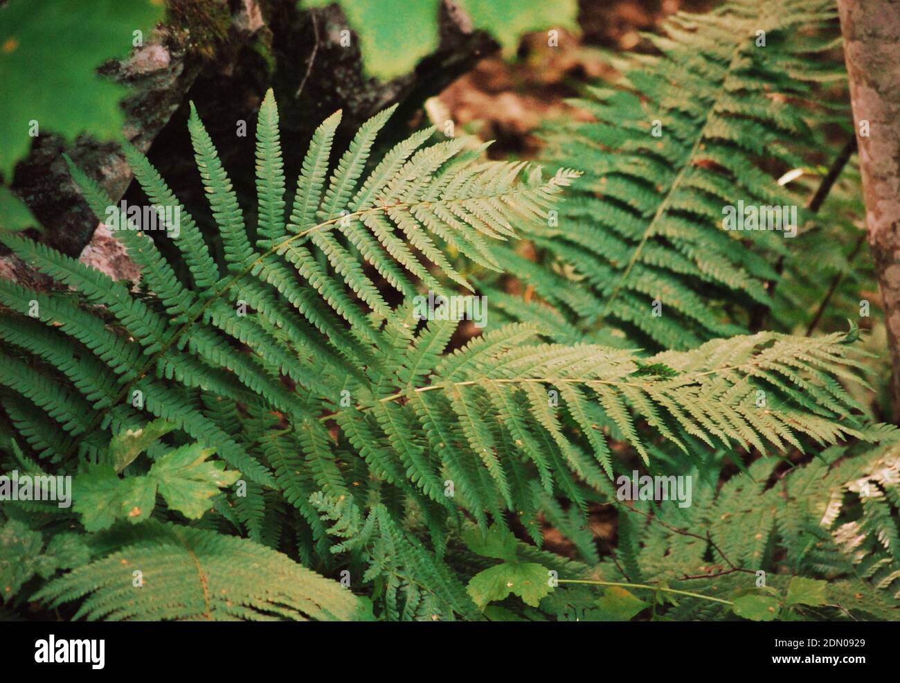 Green fern spiky leaves in hi-res stock photography and images - Alamy