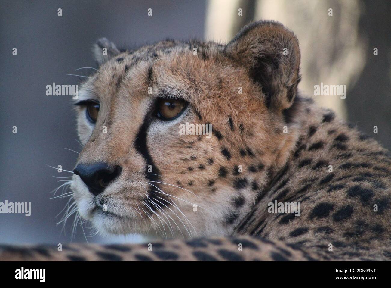 Gepard hunting hi-res stock photography and images - Alamy