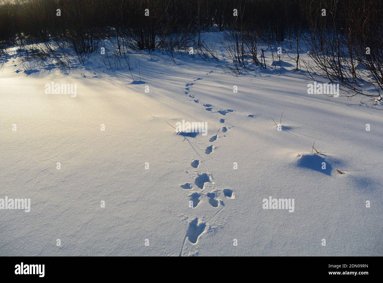 Animal footprints in the snow in the forest hi-res stock photography ...
