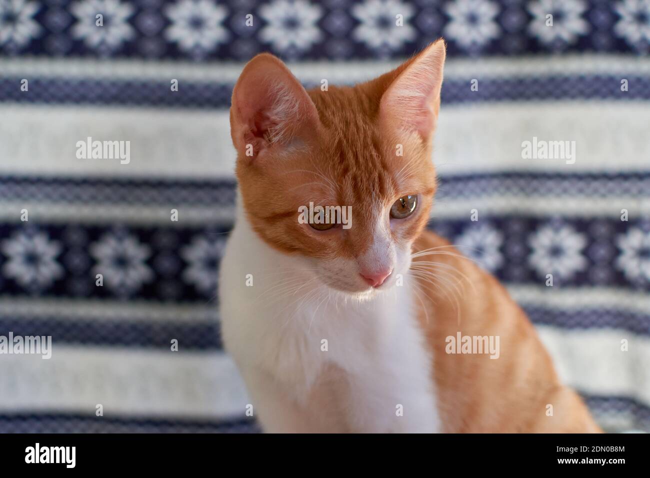 A closeup shot of a ginger cute kitten in front of a patterned ...