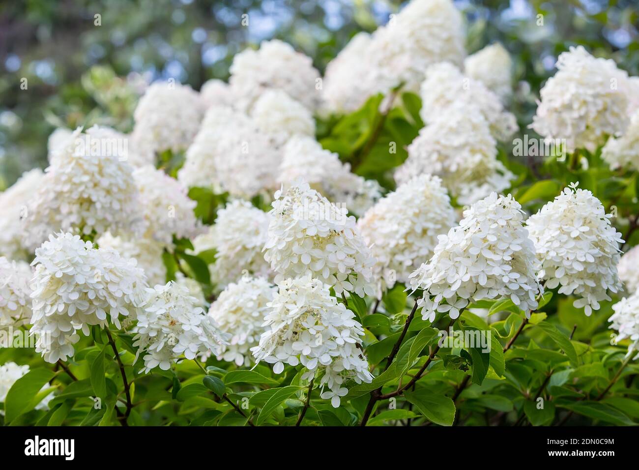 Big bush hi-res stock photography and images - Alamy