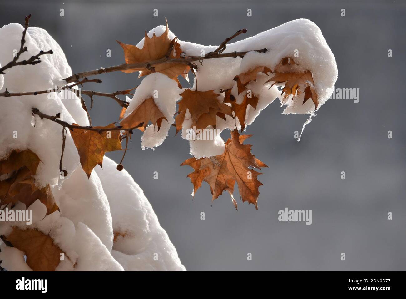 Leaves covered ice macro shot hi-res stock photography and images - Alamy