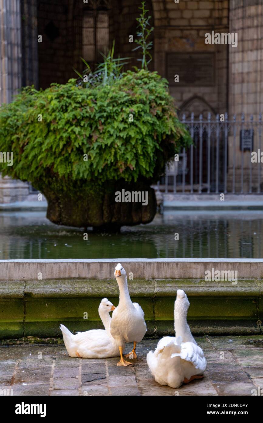 Group of white geese in medieval historic courtyard of church in ...