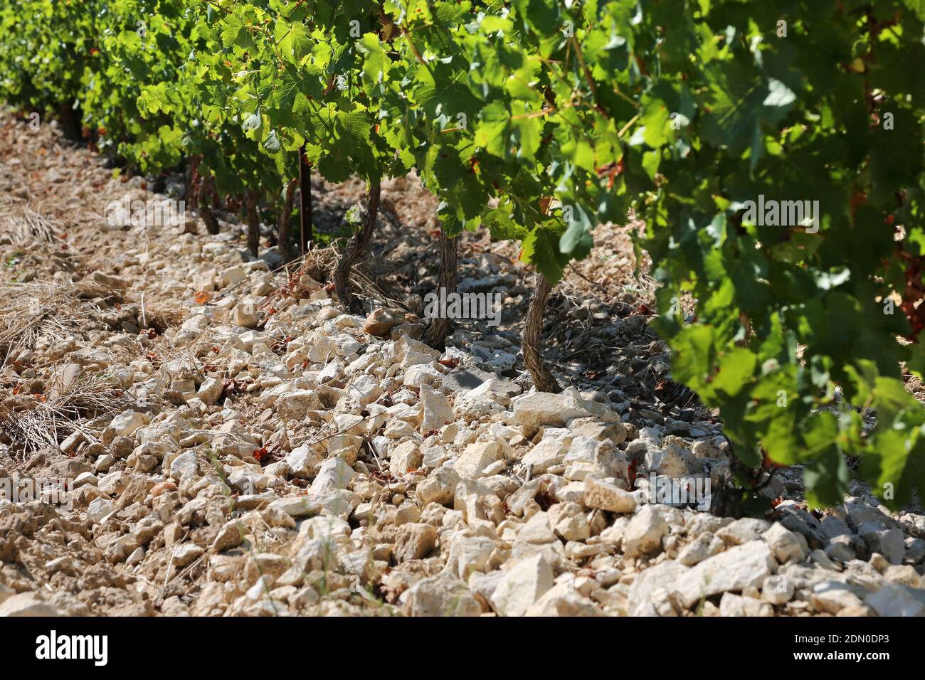 Vineyard of Corbieres (south of France): limestone soil Stock Photo - Alamy