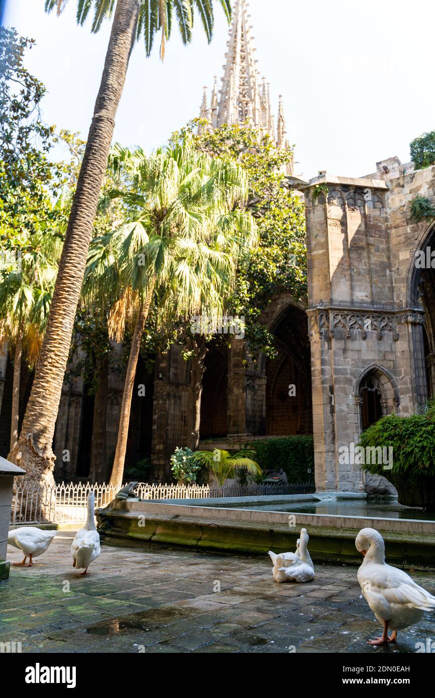 Group of white geese in medieval historic courtyard of church in ...