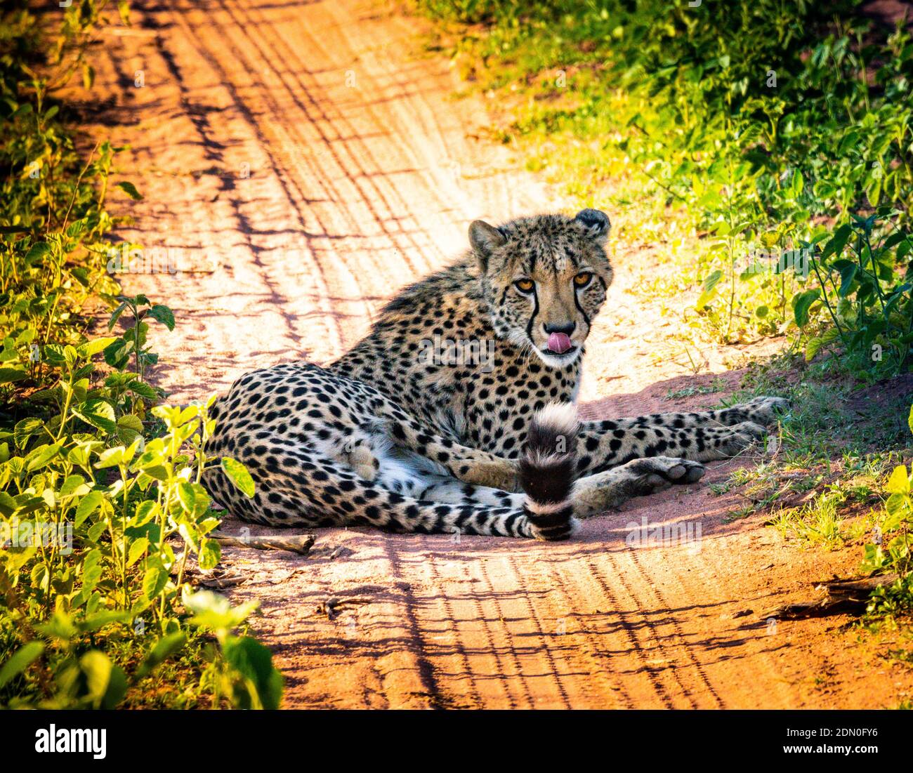 Cheetah on road hi-res stock photography and images - Alamy