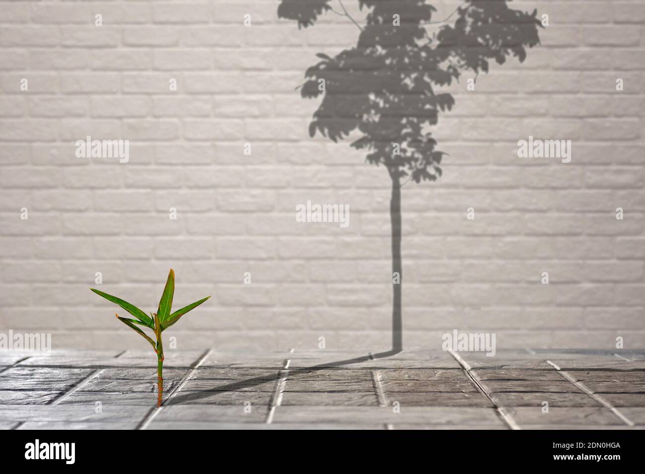 Plant Growing Through Pavement High Resolution Stock Photography and ...