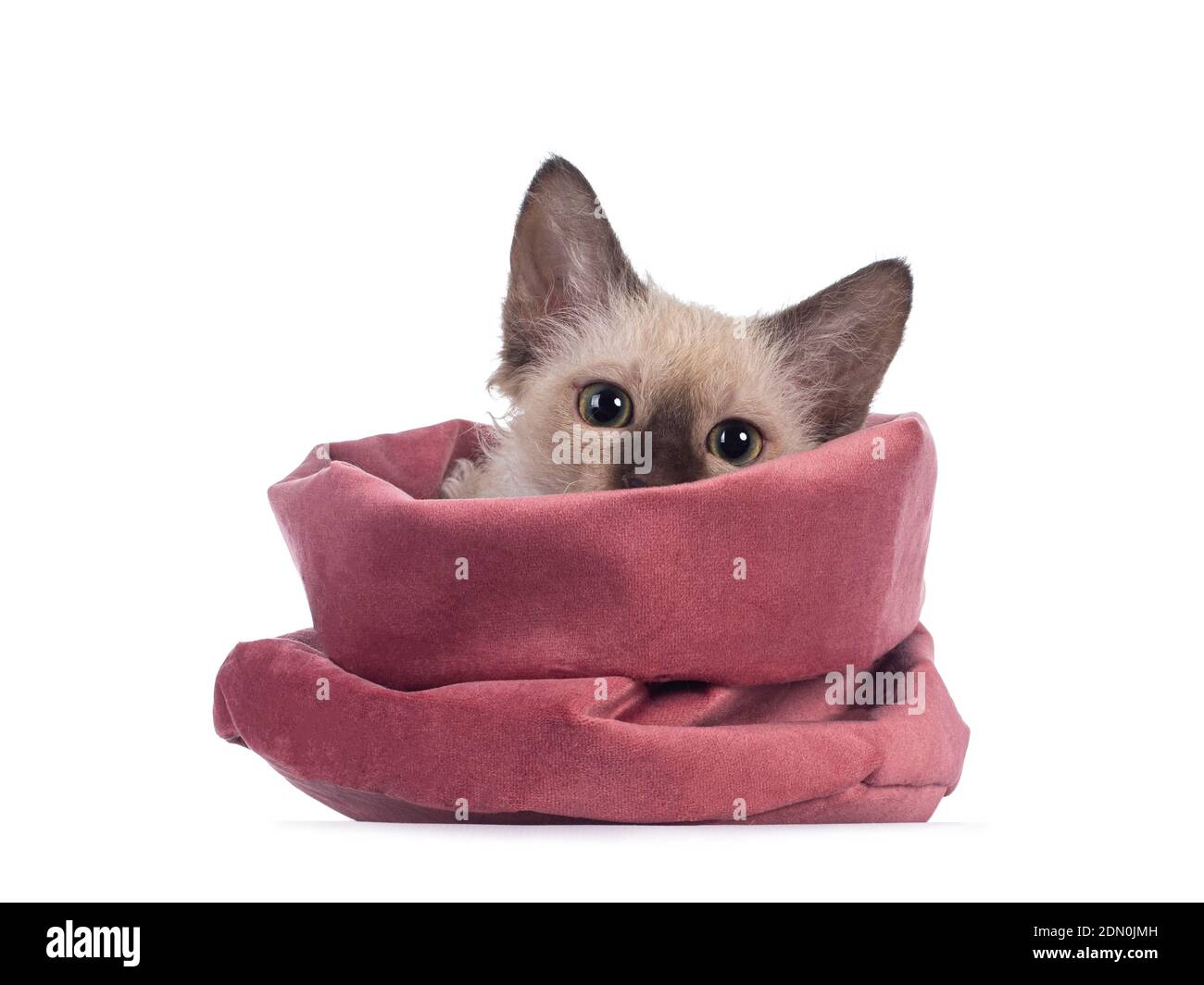 Pretty Chocolate Tonkinese Pointed LaPerm cat kitten, hiding and ...