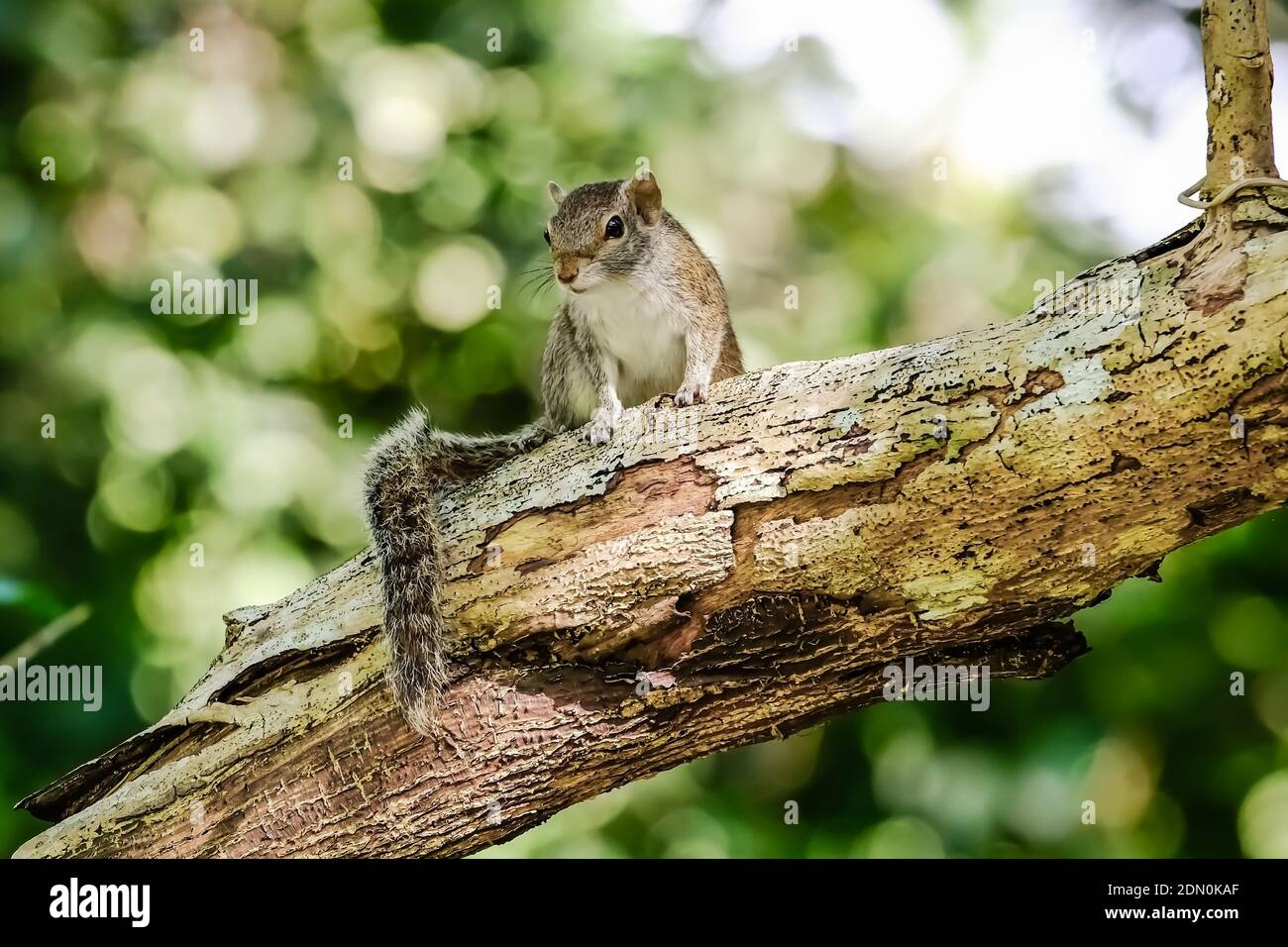 Jungle Palm Squirrel