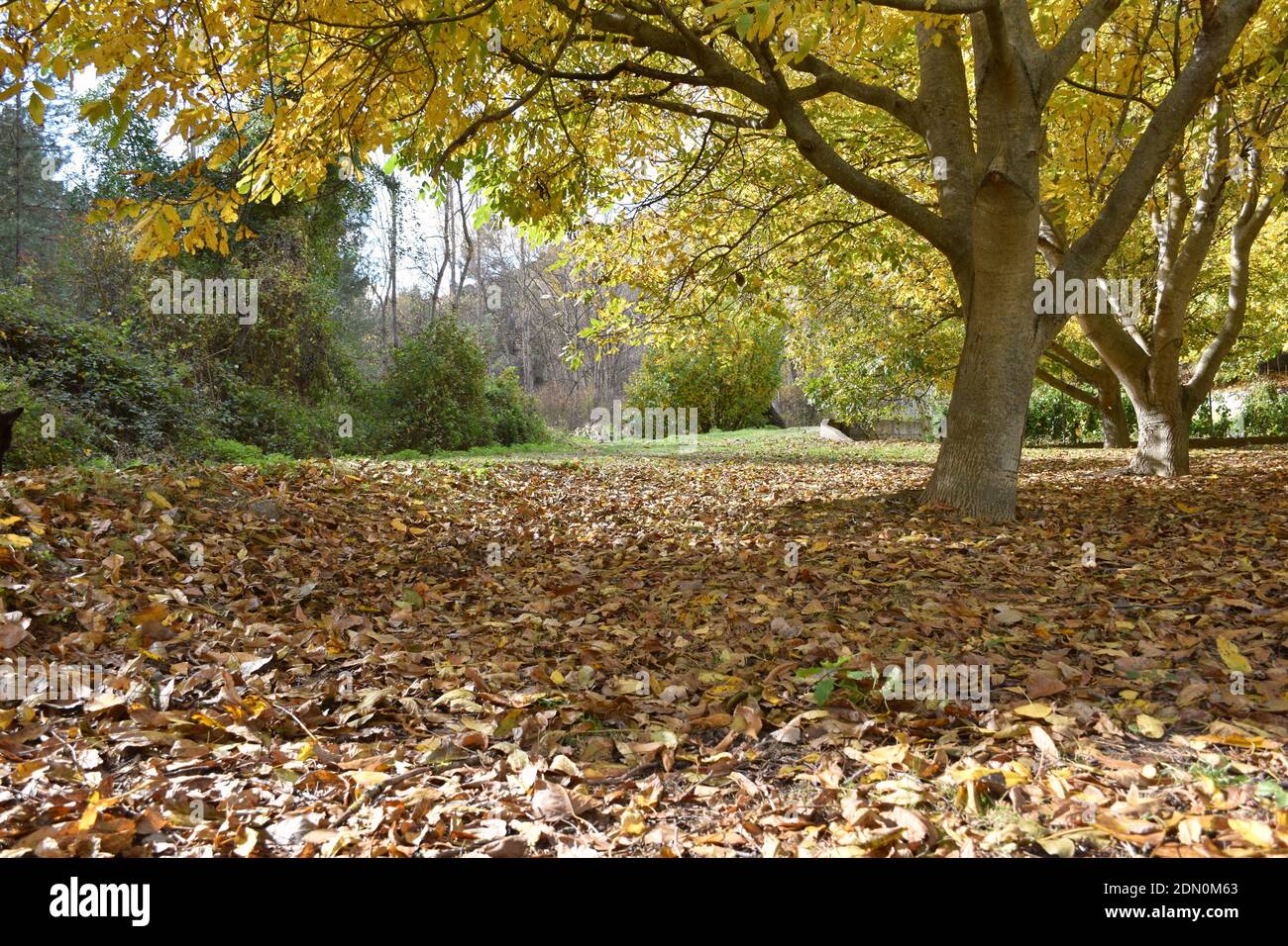 Walnut trees illuminated by the sun in autumn with the leaves on the ...