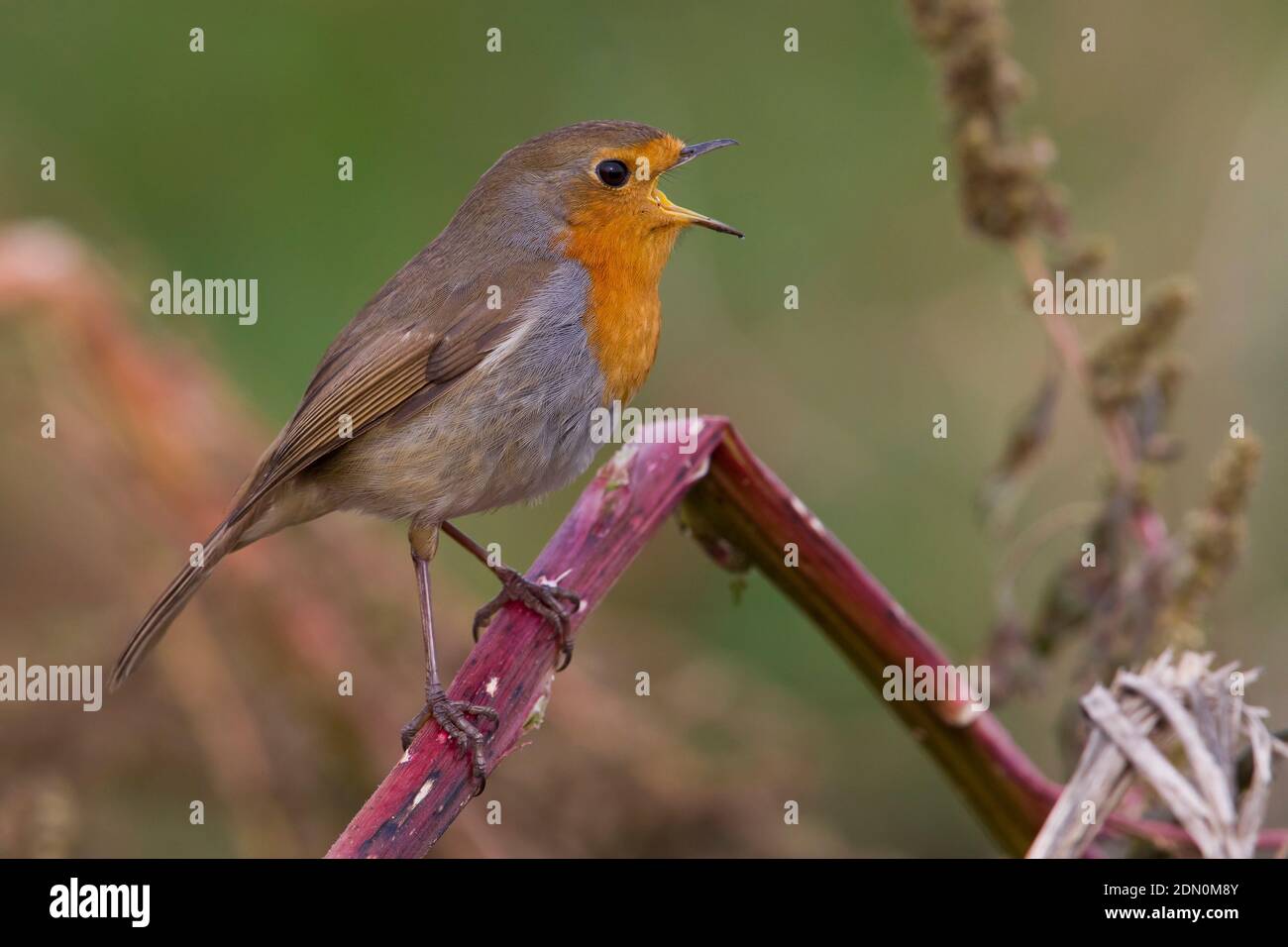 Roodborst; European Robin Stock Photo - Alamy