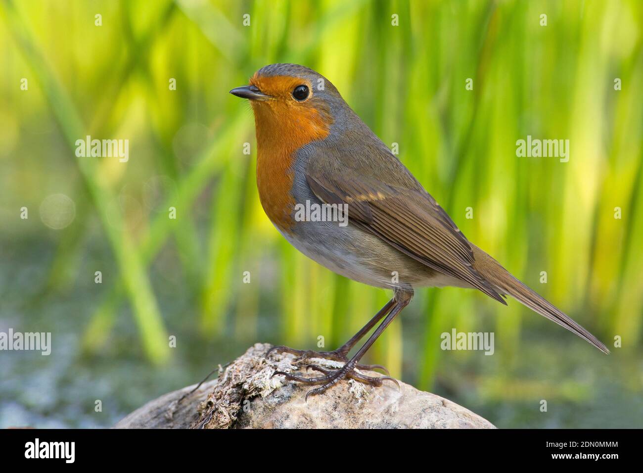 Roodborst; European Robin Stock Photo - Alamy
