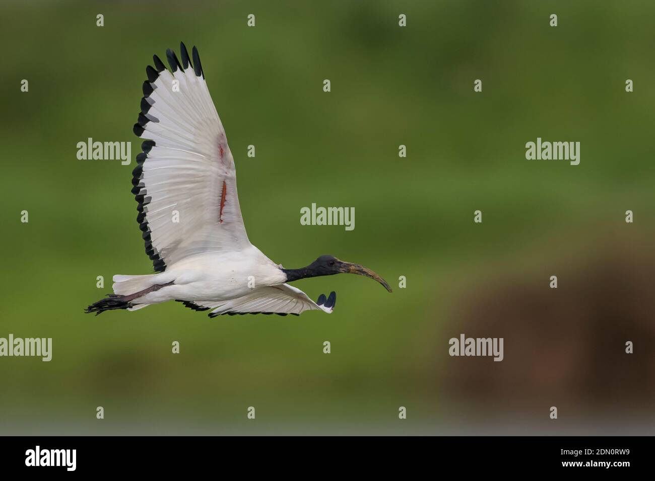 Heilige Ibis in vlucht; Sacred Ibis in flight Stock Photo - Alamy