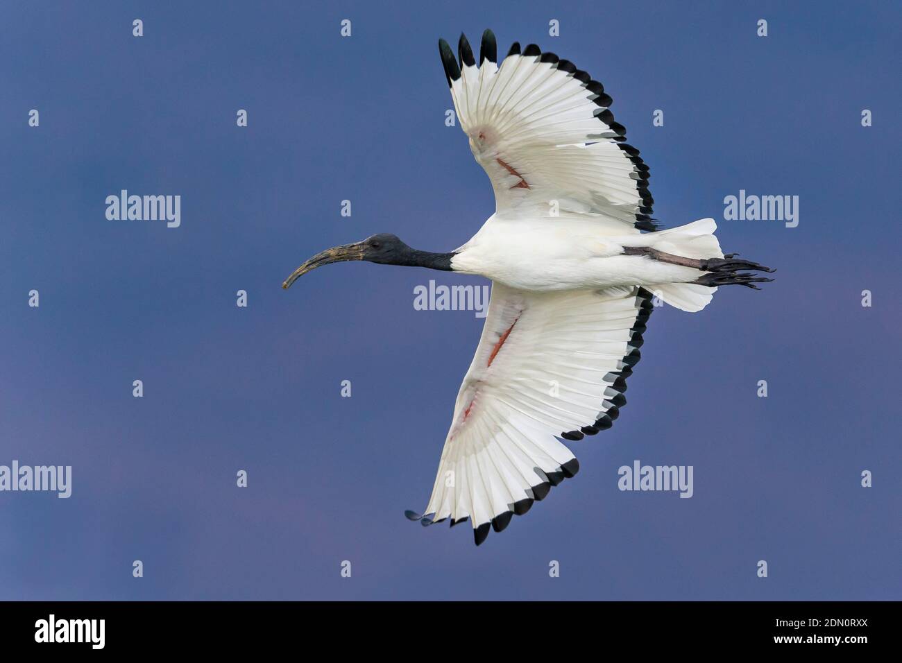 Heilige Ibis in vlucht; Sacred Ibis in flight Stock Photo - Alamy