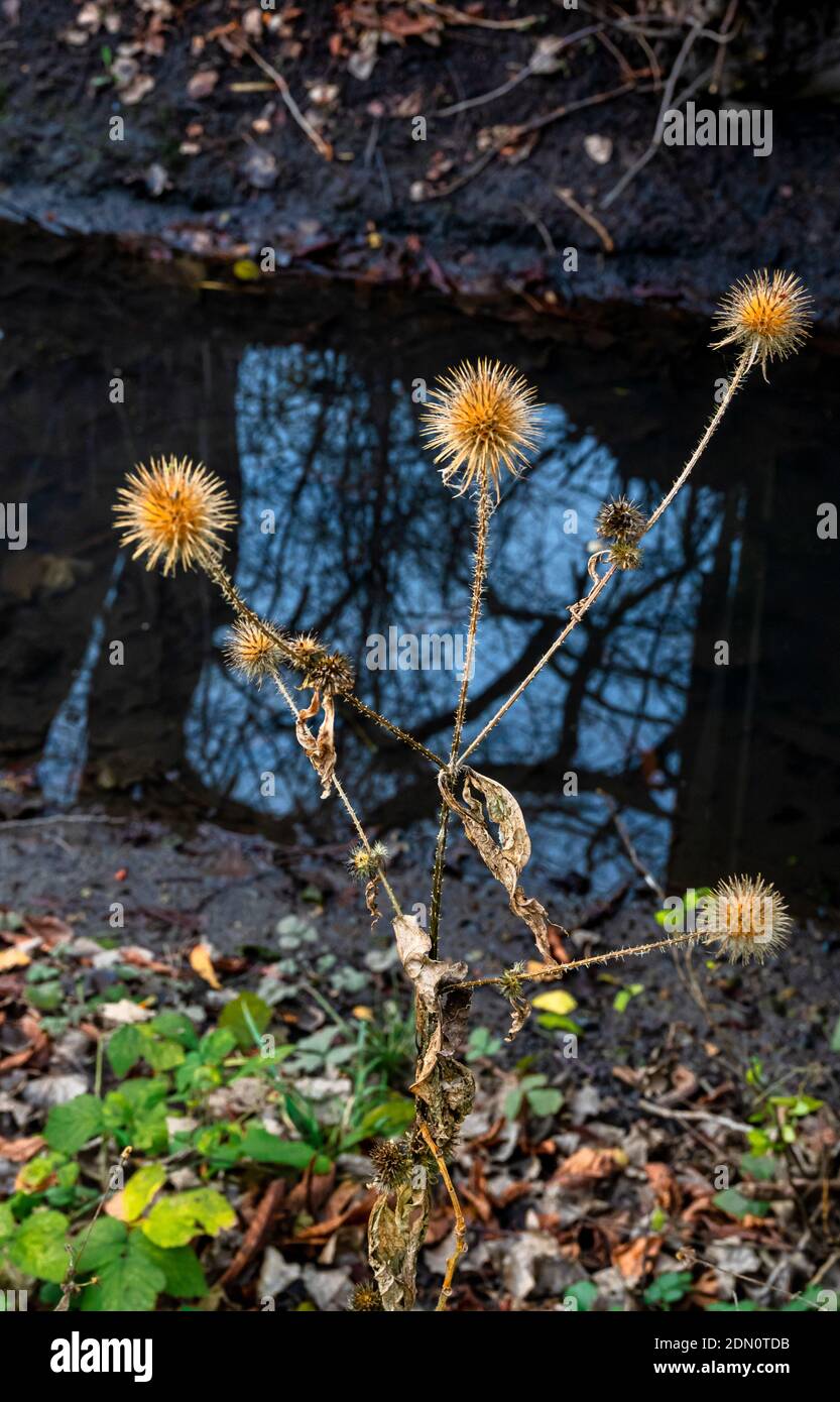 Yellow thistle hi-res stock photography and images - Alamy