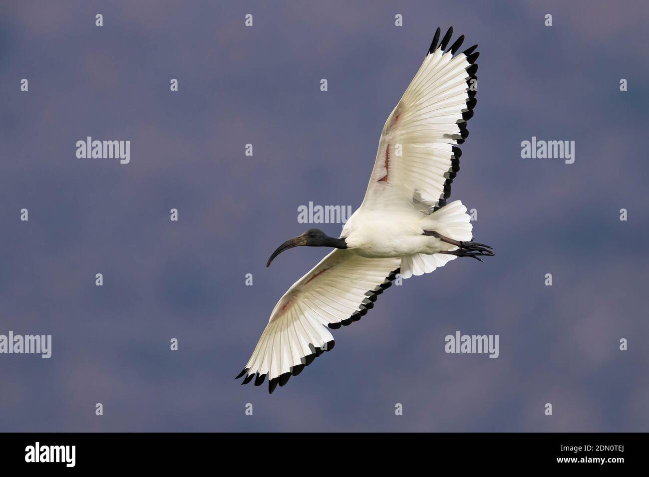 Heilige Ibis in vlucht; Sacred Ibis in flight Stock Photo - Alamy
