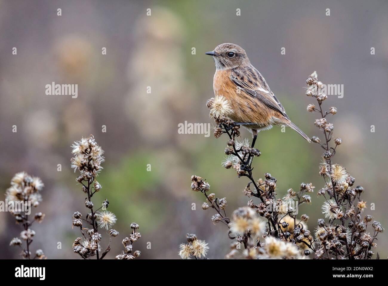 Female European Stonechat Stock Photo - Alamy